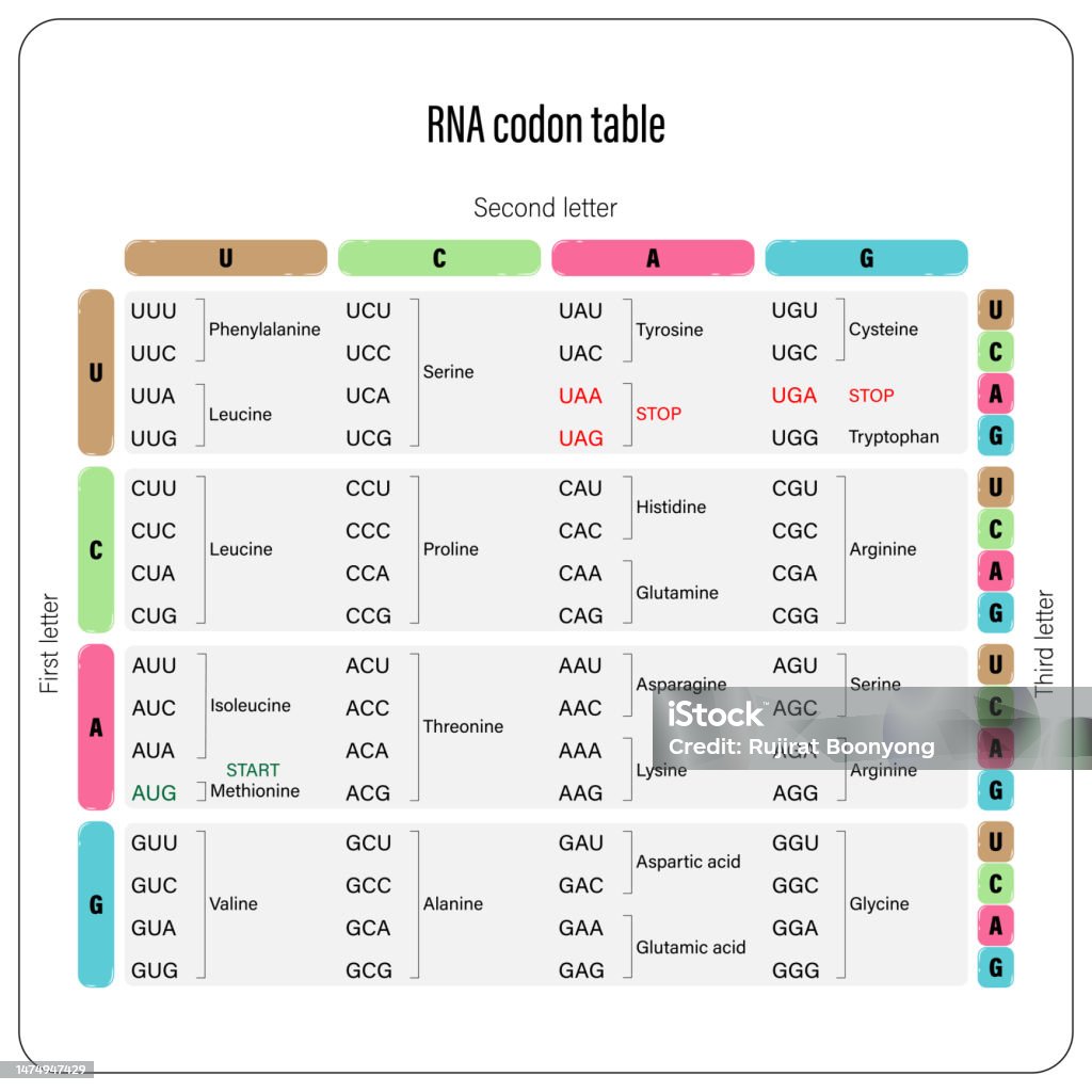 Rnacodontischvektor Genetische Codetabelle Die Drei Basen Eines ... Rnacodontischvektor Genetische Codetabelle Die Drei Basen Eines ...