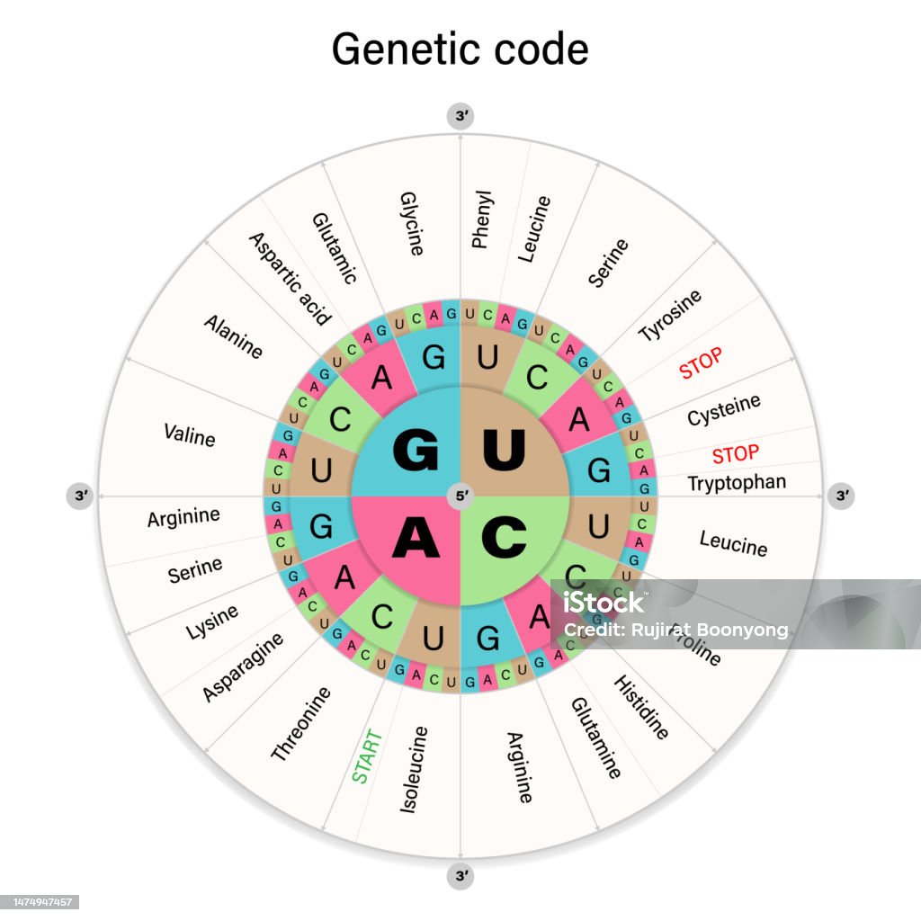 Genetischer Code Die Drei Basen Eines Mrnacodons Aminosäuresequenz ... Genetischer Code Die Drei Basen Eines Mrnacodons Aminosäuresequenz ...