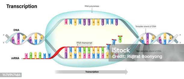 Transcription Dna Directed Synthesis Of Rna Rna Polymerase Template ... Transcription Dna Directed Synthesis Of Rna Rna Polymerase Template ...