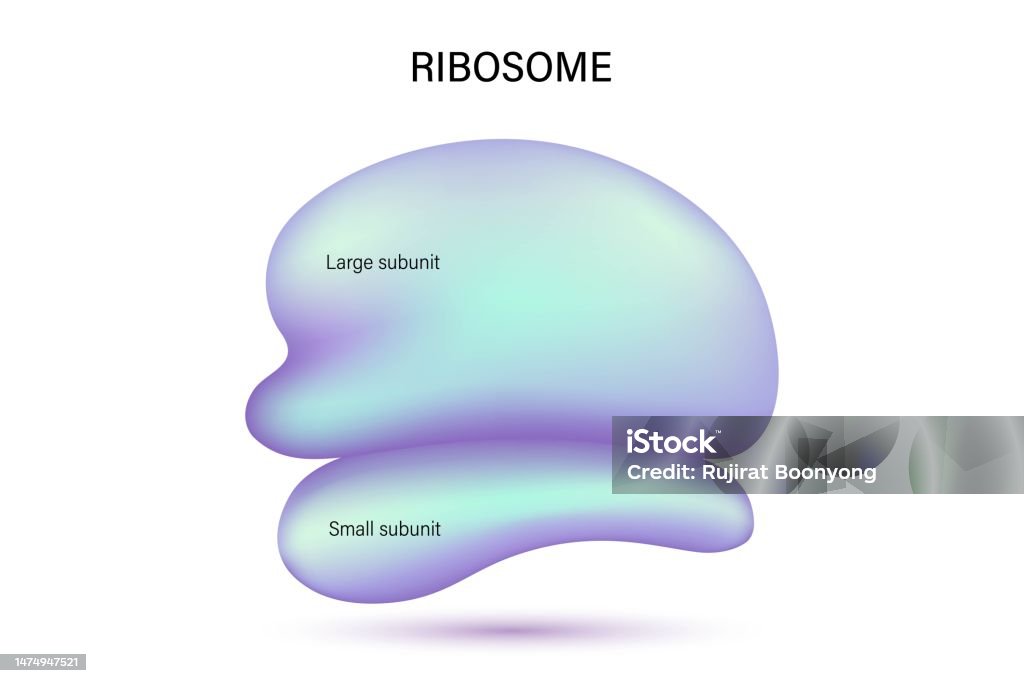 Ribosome Structure Vector Large Subunit And Small Subunit Stock