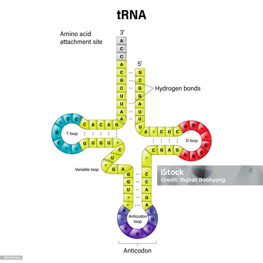 Struktur Trna Struktur Dua Dimensi Transfer Rna Adalah Molekul Rna ... Struktur Trna Struktur Dua Dimensi Transfer Rna Adalah Molekul Rna ...