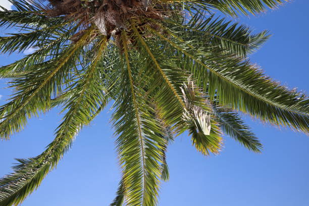 20+ City Of Palms Park Foto Foto Stok, Potret, & Gambar Bebas Royalti ... 20+ City Of Palms Park Foto Foto Stok, Potret, & Gambar Bebas Royalti ...