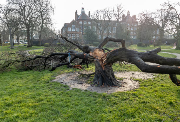 Free picture: Destroyed trees and tree trunks by hurricane wind