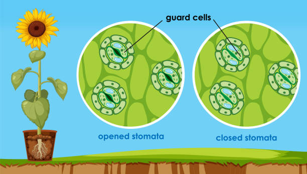 30+ Stomata Cartoons Stock Photos, Pictures & Royalty-Free Images - iStock 30+ Stomata Cartoons Stock Photos, Pictures & Royalty-Free Images - iStock