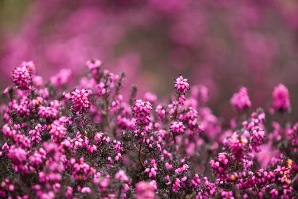 Free picture: flower, garden, petal, nature, pink, heath, blossom, plant