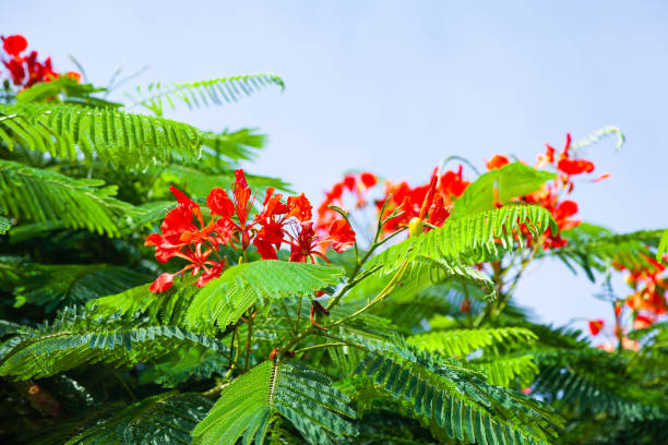 Free picture: acacia, tree, branch, flower, nature, wood, leaf ...