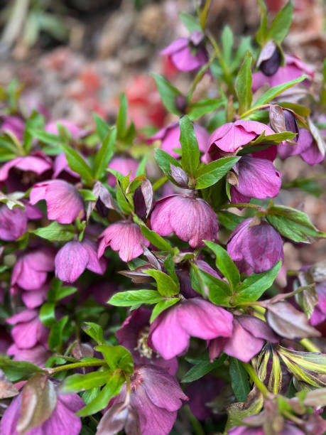 400+ Free Hellebore & Nature Images - Pixabay