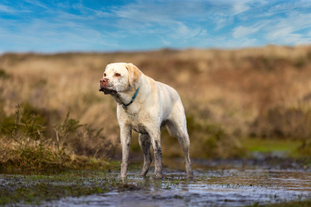 Muddy Dog Pictures | Download Free Images on Unsplash