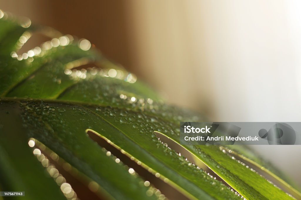 Close Up Tetesan Air Pada Daun Tanaman Hias Monstera Minima Atau