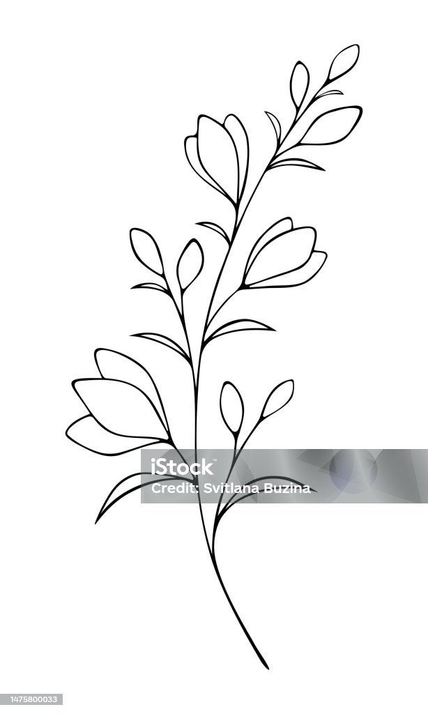 Contour Dessin Vectoriel Isolé Avec Fleurs Et Boutons Dune Brindille