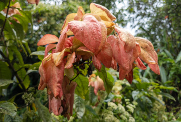 Free picture: petals, pink, rain forest, plant, nature, shrub, leaf, flower