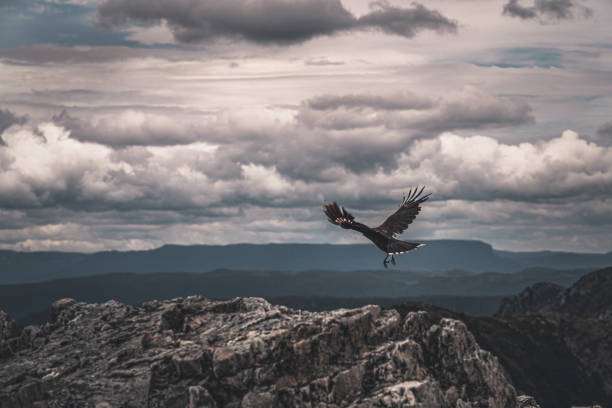 Free Stock Photo of Bird Flying Over Mountain | Download Free Images ...