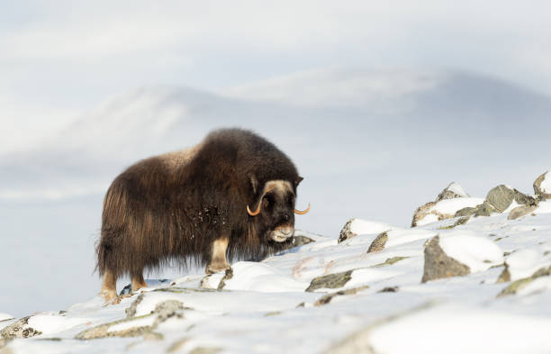 Free picture: male, musk, animal, mammal