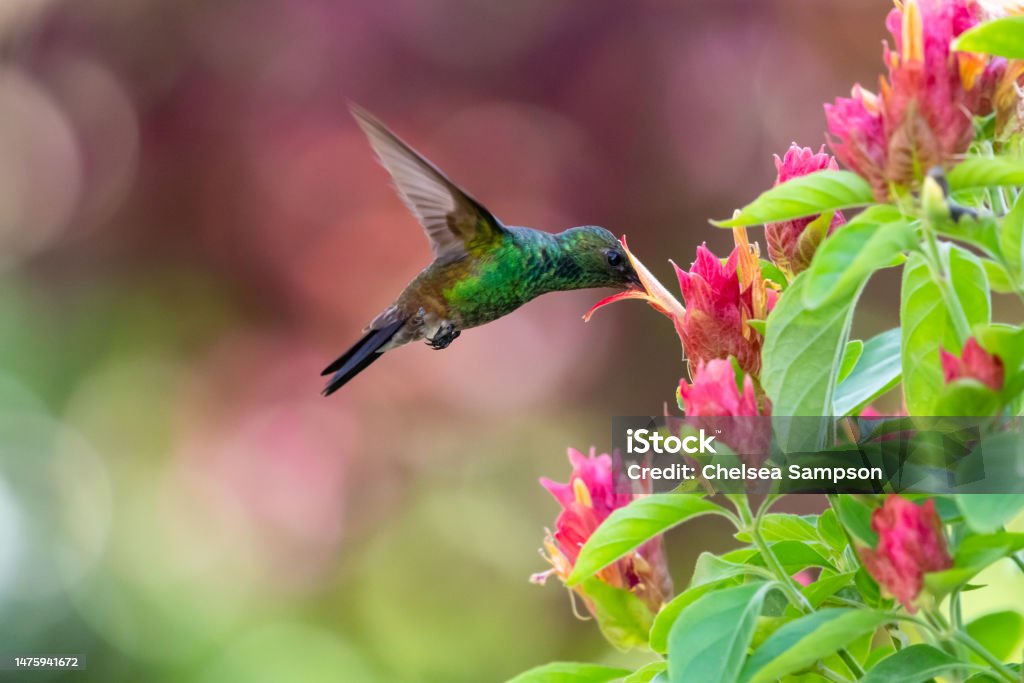 Burung Kolibri Bertabur Tembaga Memakan Bunga Tanaman Udang Dengan ... Burung Kolibri Bertabur Tembaga Memakan Bunga Tanaman Udang Dengan ...