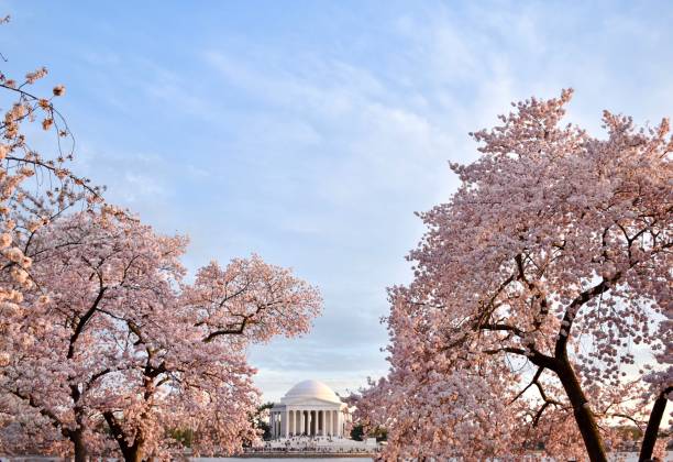 Free Stock Photo of Cherry Blossom Tree in Front of the Jefferson ...