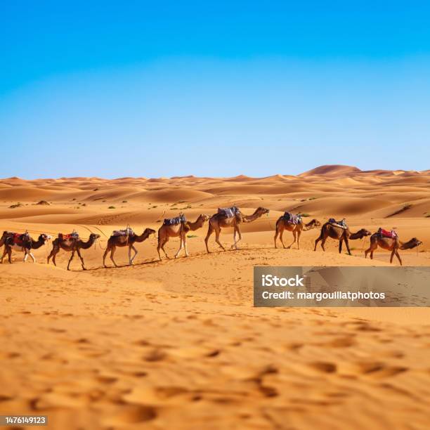 Karavan Unta Di Gurun Sahara Maroko Foto Stok - Unduh Gambar Sekarang ... Karavan Unta Di Gurun Sahara Maroko Foto Stok - Unduh Gambar Sekarang ...