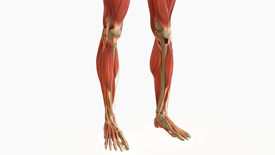 Anatomi Otot Manusia Untuk Rendering 3d Konsep Medis Foto Stok Unduh Gambar Sekarang Istock