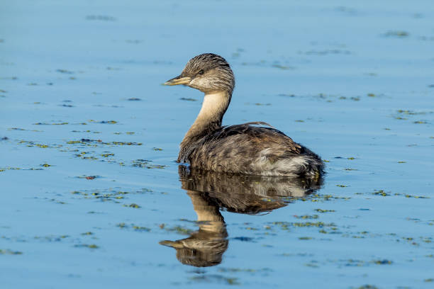 Hoary-Headed Grebe - Free photo on Pixabay