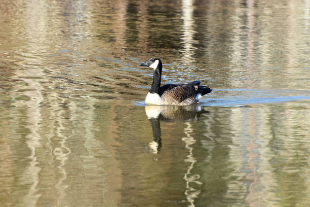 Free picture: waterfowl, feather, goose, wildlife, bird, neck, beak, nature