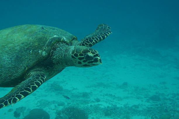 Free picture: kemps, ridley, sea, turtle, lepidochelys kempii