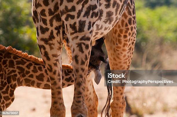 Mother Giraffe Nurses Her Baby Stock Photo - Download Image Now ... Mother Giraffe Nurses Her Baby Stock Photo - Download Image Now ...