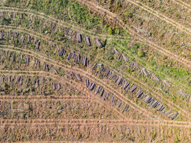 logged pines in forest | Free Stock Image - Barnimages