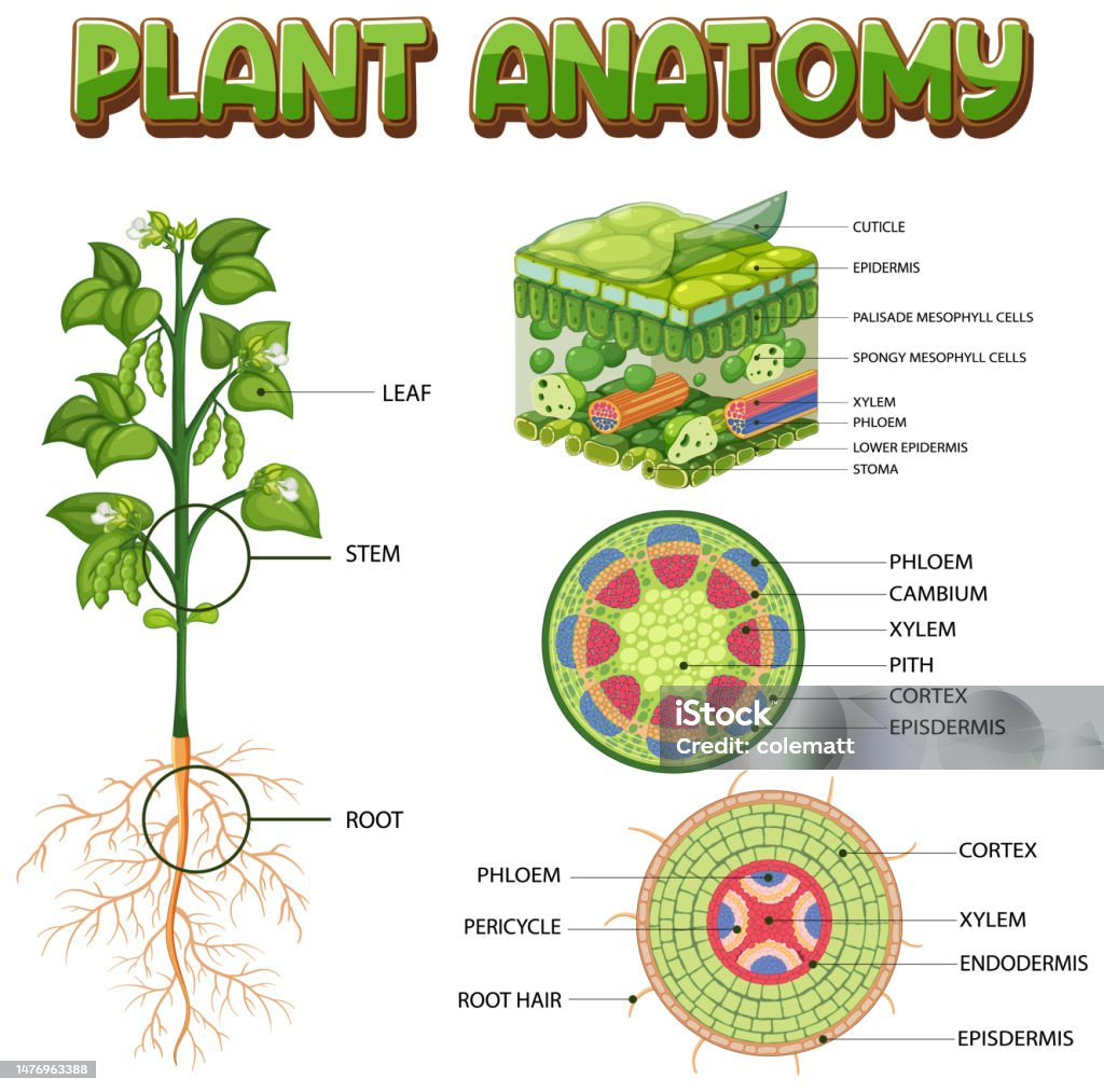 Internal Structure Of Plant Diagram Stock Illustration - Download Image ... Internal Structure Of Plant Diagram Stock Illustration - Download Image ...