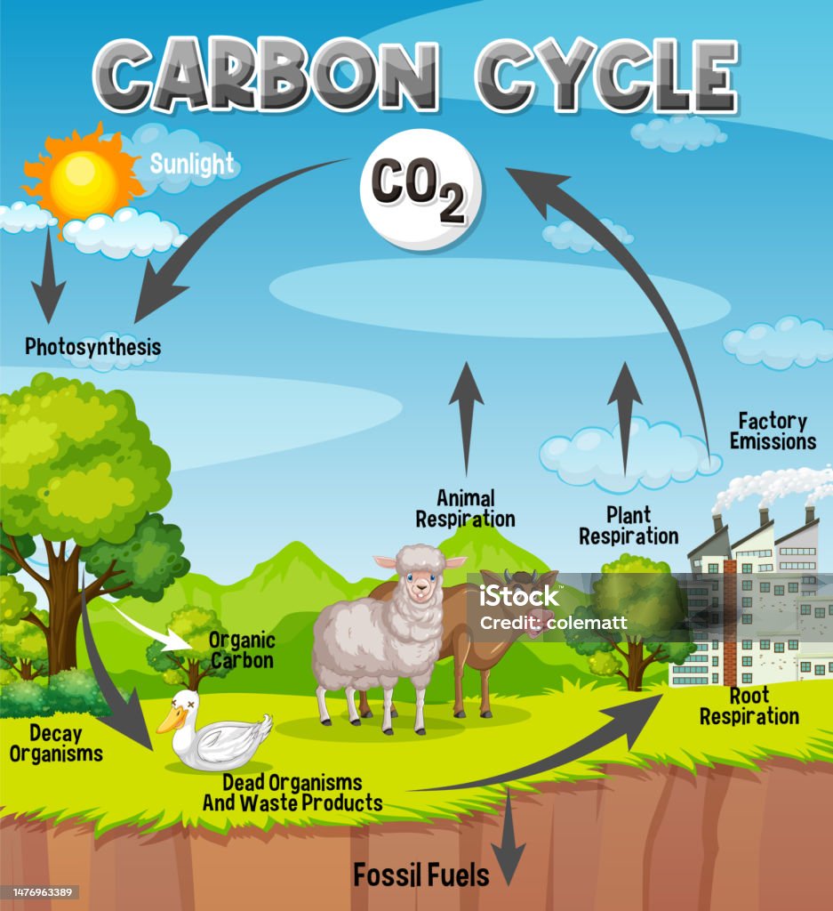Diagram Siklus Karbon Untuk Pendidikan Sains Ilustrasi Stok Unduh Gambar Sekarang Alat Bantu