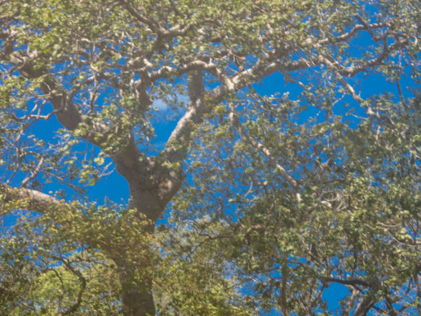 Free picture: spring time, mountain, greenery, branches, trees, range ...