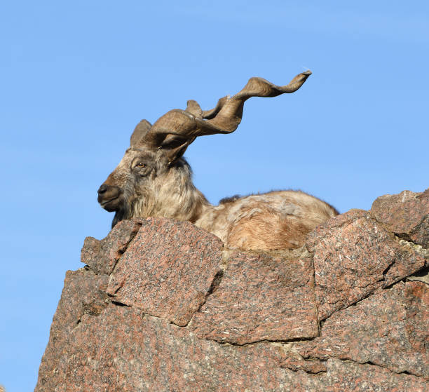 Markhor Pictures | Download Free Images on Unsplash