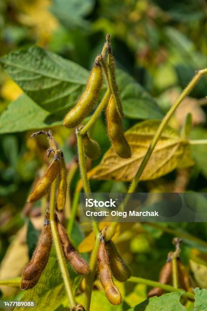 Kedelai Pod Makro Panen Kacang Kedelai Tanaman Kacangkacangan Pertanian