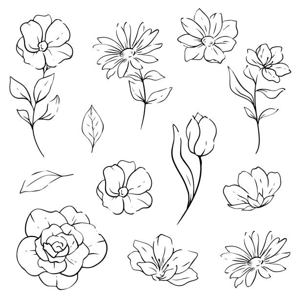 Explore 427+ Free Flower Line Drawing Illustrations: Download Now - Pixabay