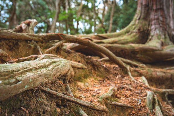 Free picture: Underneath big tree trunk close-up of tree bark and branches