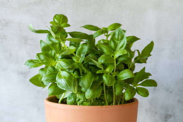 Free picture: sweet basil plant, terracotta, ceramic pot