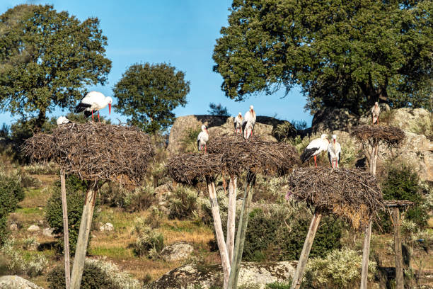35+ Storks free images