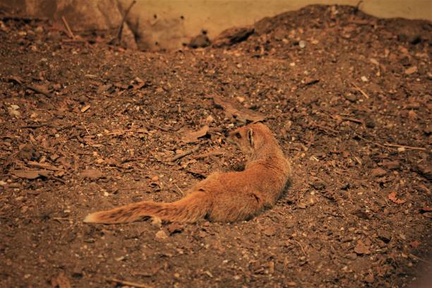 110+ Inquisitive Red Meerkat Stock Photos, Pictures & Royalty-Free ... 110+ Inquisitive Red Meerkat Stock Photos, Pictures & Royalty-Free ...