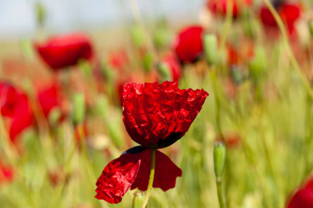 Free picture: Dark red opium poppy in chamomile flowers meadow with ...