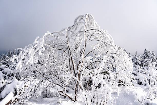 Free Stock Photo of Snow Covered Hill With Trees and Rocks | Download ...
