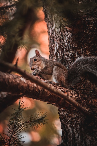 Gray Squirrel Perched On A Tree Branch Enjoying A Meal Of Fir Needle ... Gray Squirrel Perched On A Tree Branch Enjoying A Meal Of Fir Needle ...