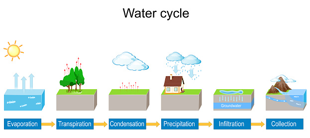 Cycle De Leau Infographie Dexplication Détaillée Vecteurs Libres De