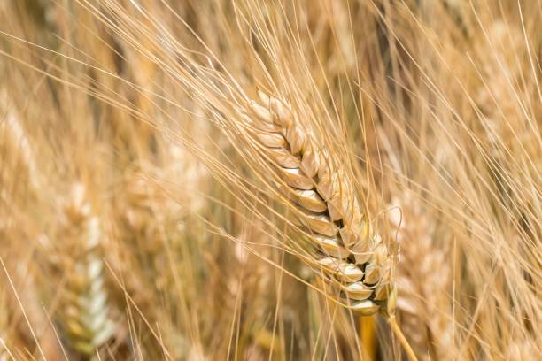 Free Stock Photo of Wheat Grain Strands | Download Free Images and Free ...