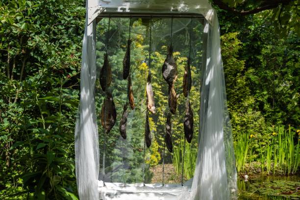 Imagen gratis: carpa, peces, secado, molido