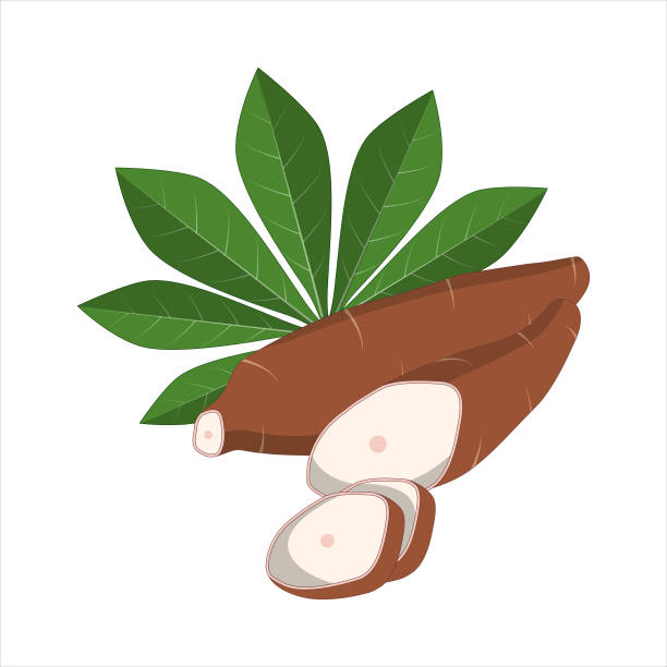 100 Hoja De Yuca Ilustraciones De Stock Gráficos Vectoriales Libres De Derechos Y Clip Art