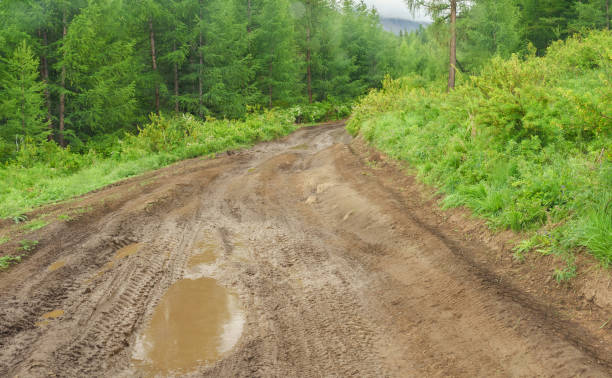 Free Stock Photo of Dirt roadway pathway path road through the woods ...