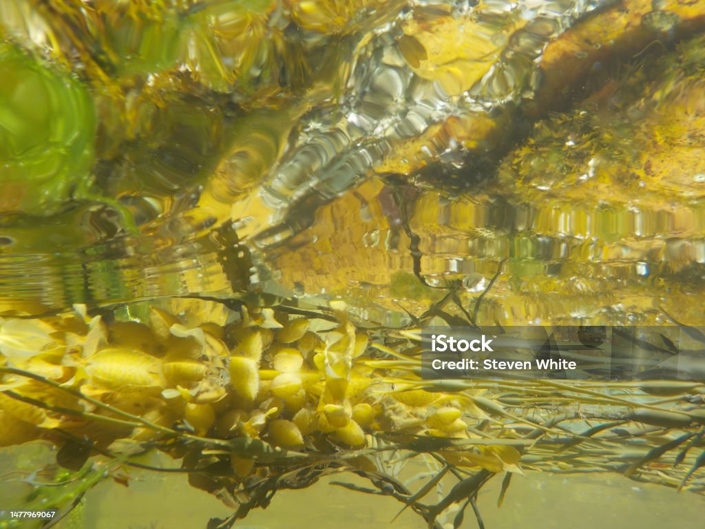 Underwater View Of Grouping Of Kelp Clumped Together Floating At The ... Underwater View Of Grouping Of Kelp Clumped Together Floating At The ...