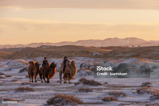 The Twohumped Bactrian Camel Is The Most Common Species Of Camel Found