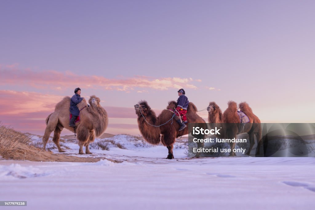 The Twohumped Bactrian Camel Is The Most Common Species Of Camel Found