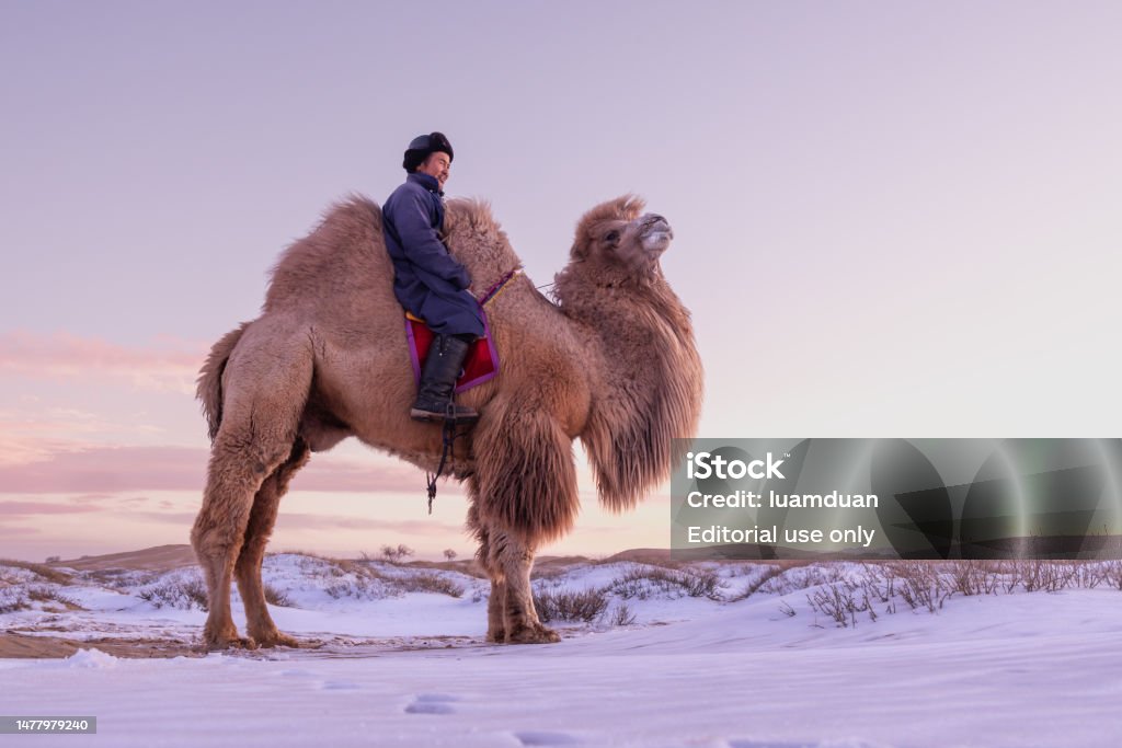 The Twohumped Bactrian Camel Is The Most Common Species Of Camel Found