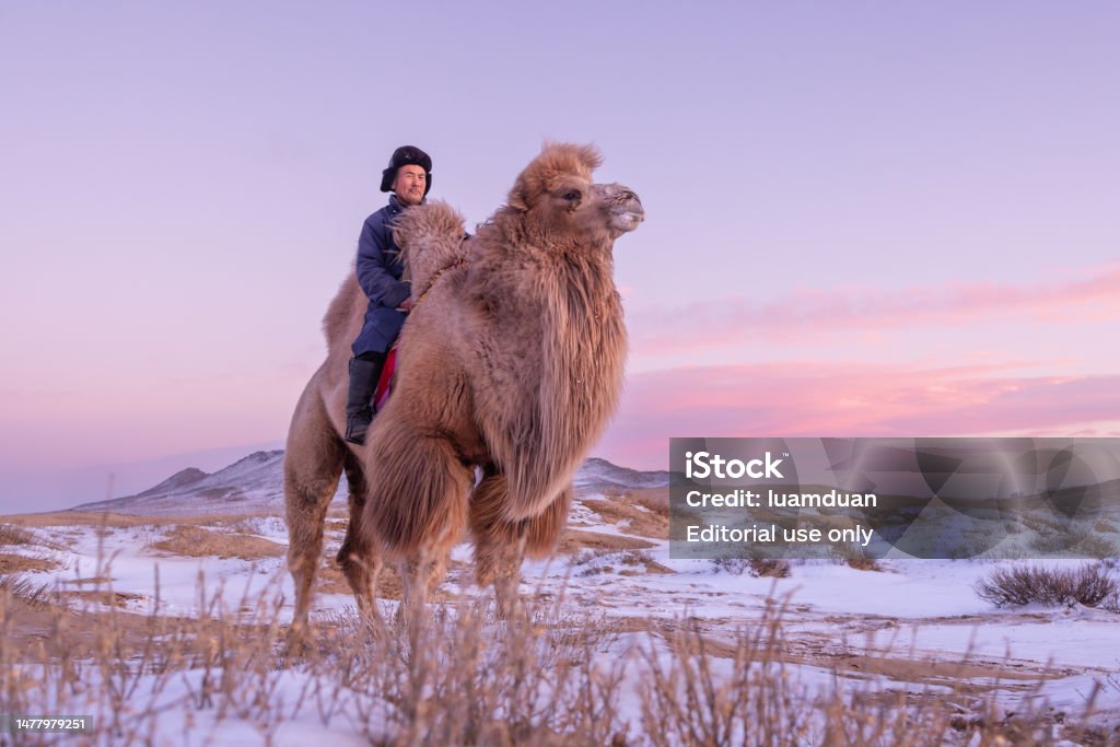 The Twohumped Bactrian Camel Is The Most Common Species Of Camel Found