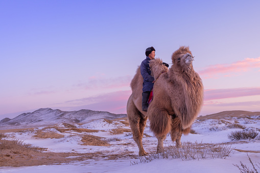 The Twohumped Bactrian Camel Is The Most Common Species Of Camel Found